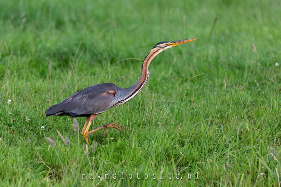 Purperreiger | Ardea purpurea | Foto`s van deze mooie reiger